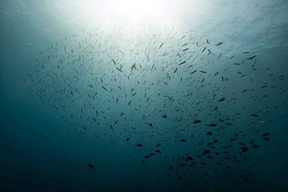 The Medes Islands: An underwater paradise in Costa Brava
