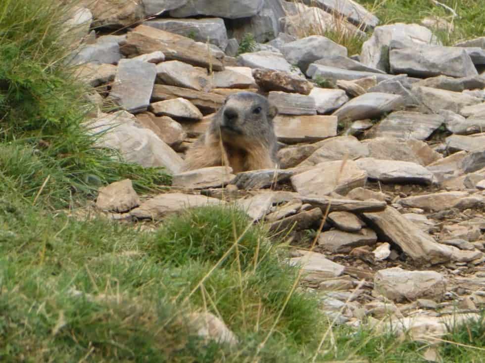 Travessa dels 3 Refugis: A scenic multi-day hike in the Pyrenees